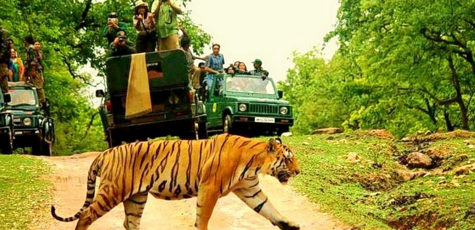 Jungle Safari | How To Prepare For A Jungle Safari, Tropical Rainforests
