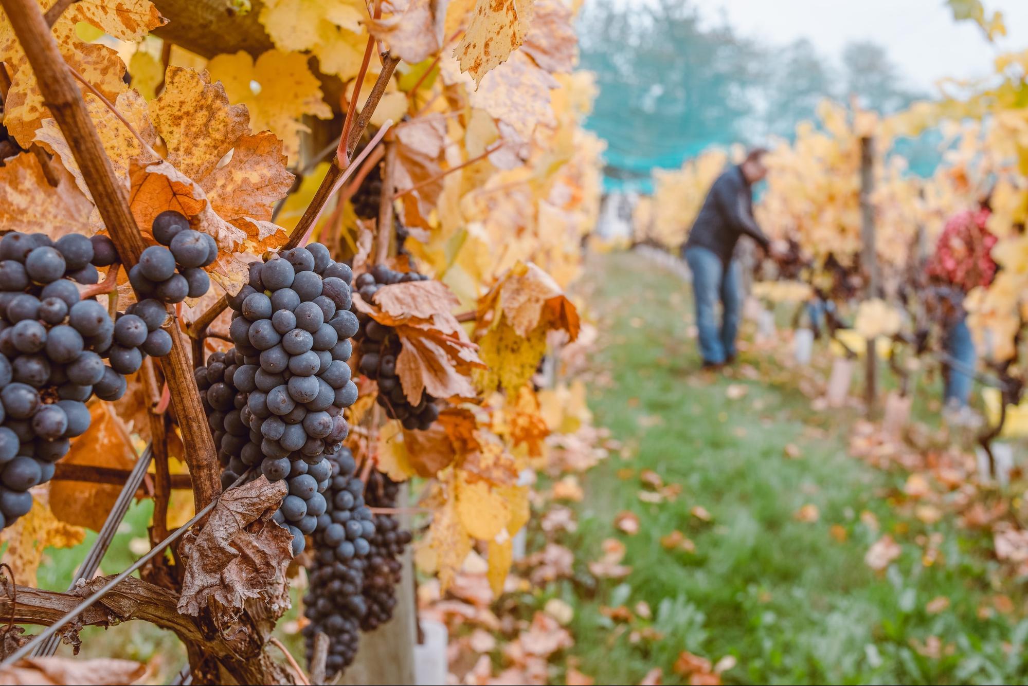 The World Of Wine - 5 Amazing Facts About The World's Most Respected ...