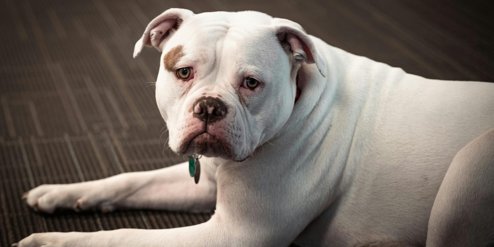 Complete Information About Alabai Dog