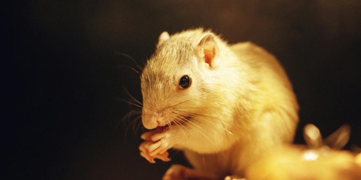 Know Your Gerbil: A Guide to Gerbil Behavior