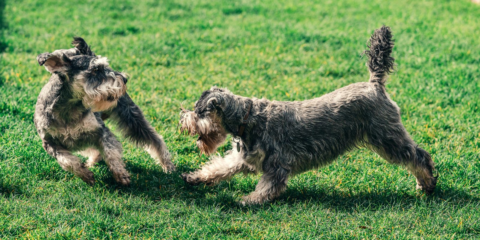 Complete Information About Giant Schnauzer Dog Breed