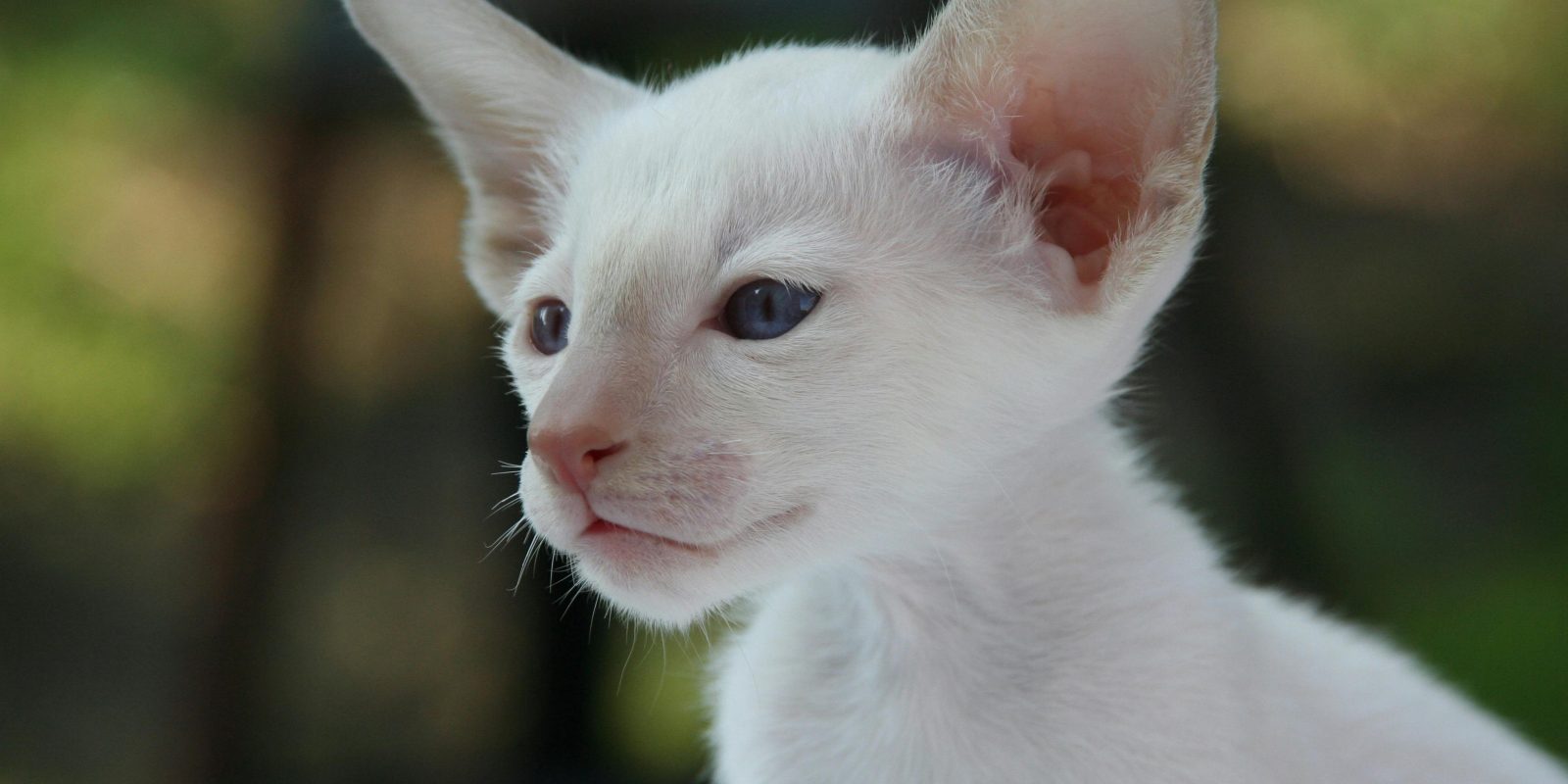 Oriental Shorthair Cats Complete Information