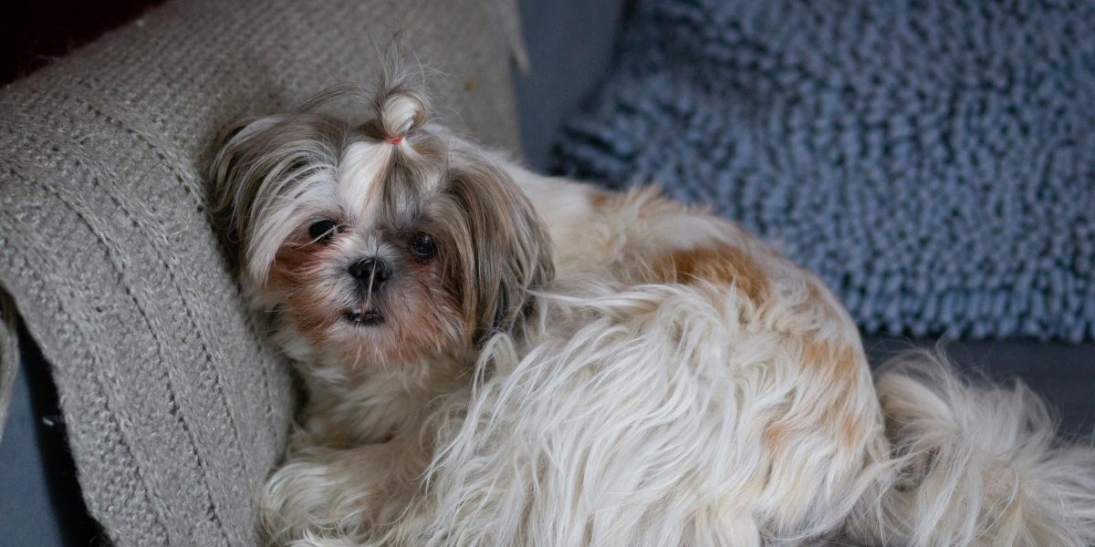 Pekingese Dog Breed: A Complete Beginner’s Guide
