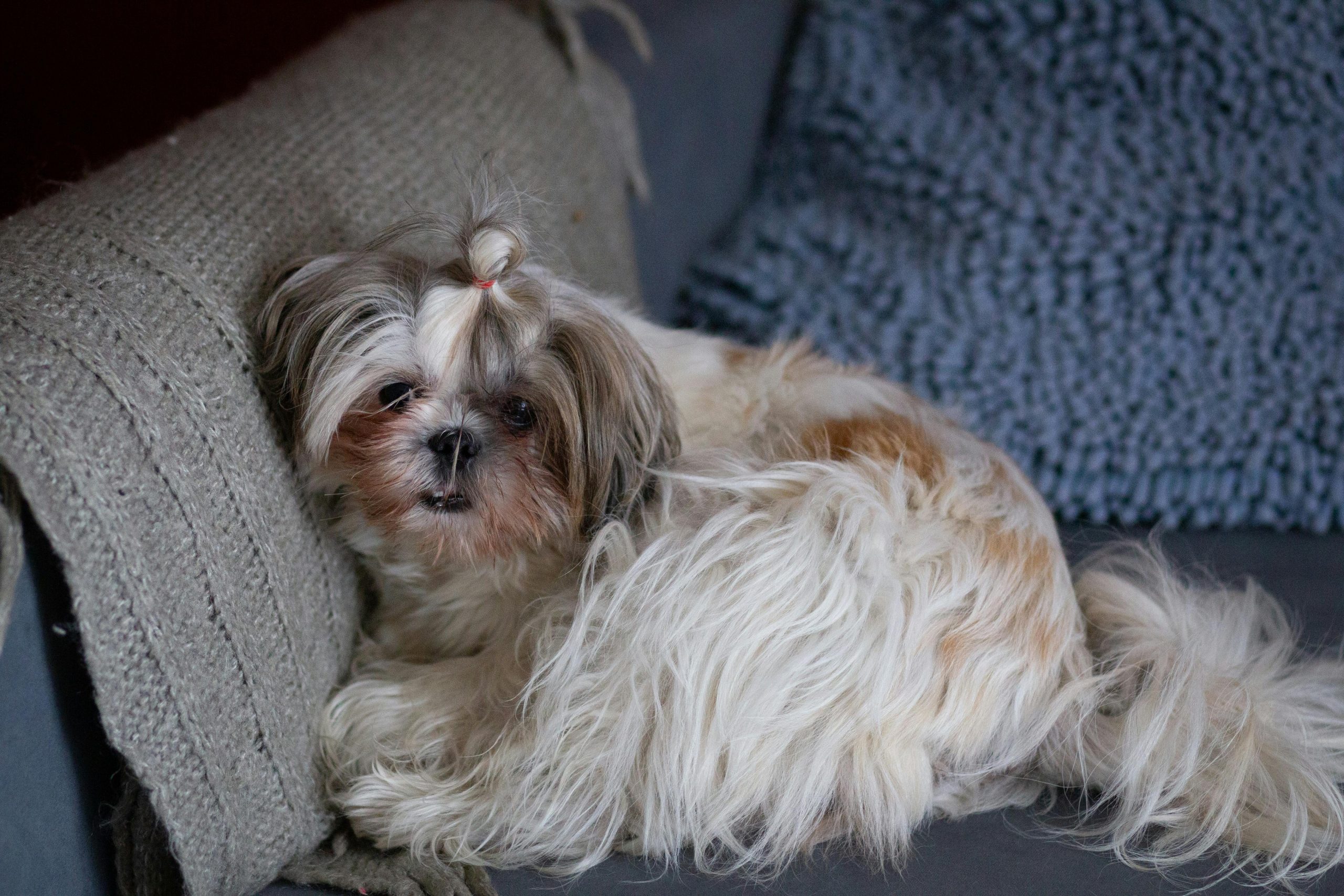 Pekingese Dog Breed: A Complete Beginner’s Guide