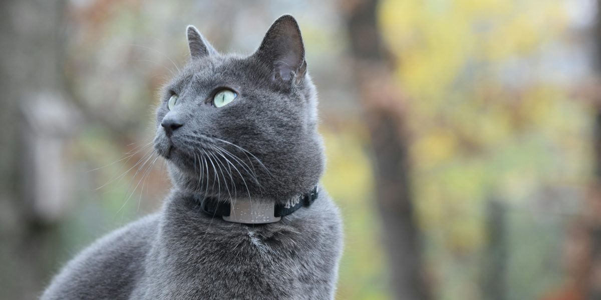 Complete Guide of Russian Blue Cat Breed