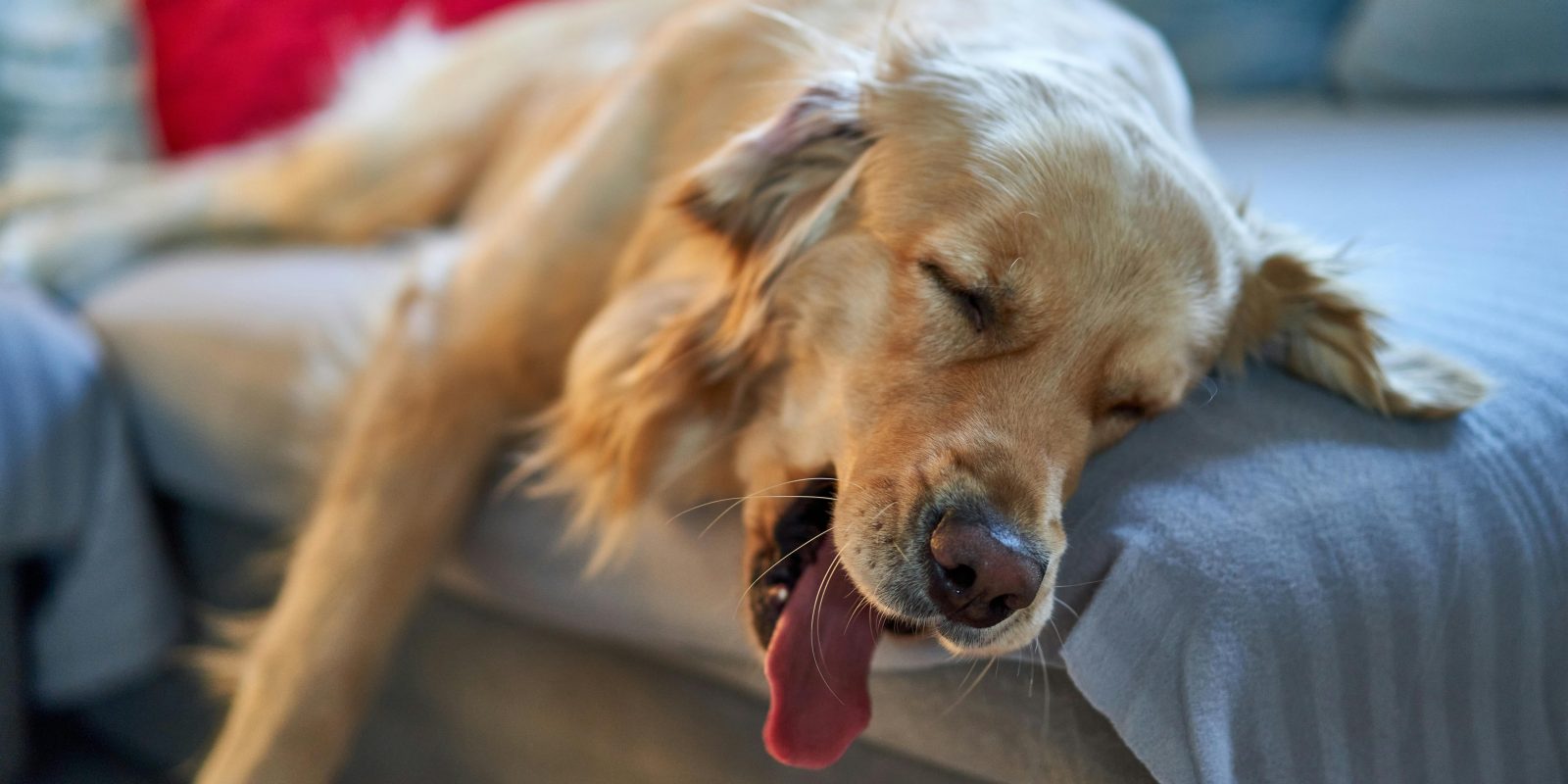 Explore the Best Trazodone for Dogs