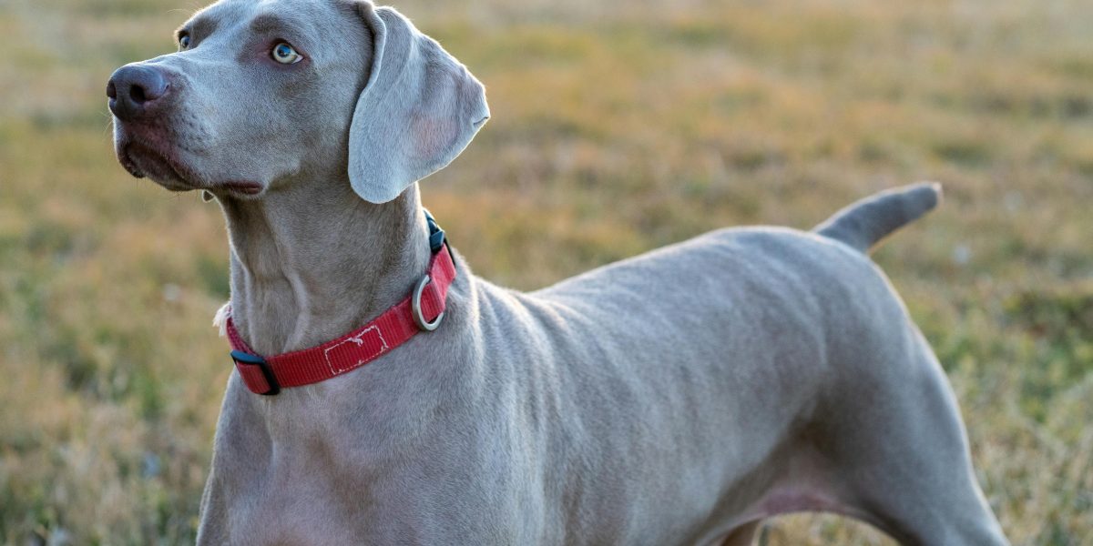 Weimaraner Dog Breed Complete Information