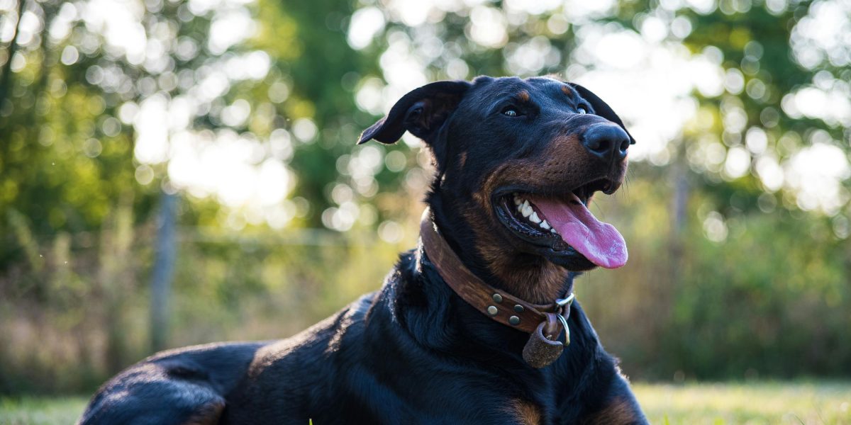 Beauceron Guide: Traits, Care, Training & Health Tips