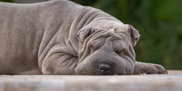 Shar Pei: A Complete Beginner's Guide
