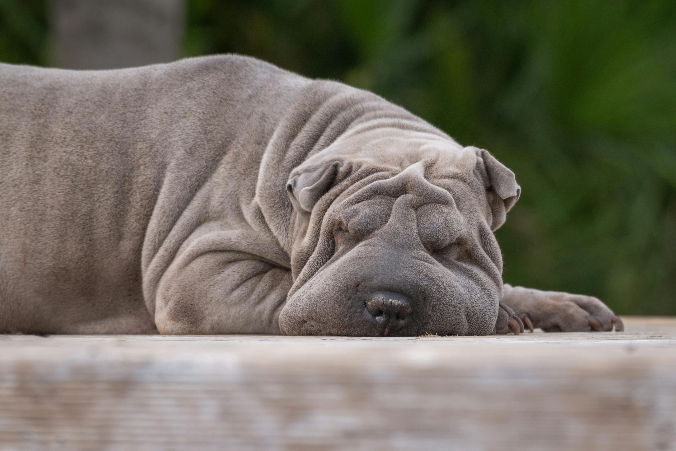 Shar Pei: A Complete Beginner's Guide