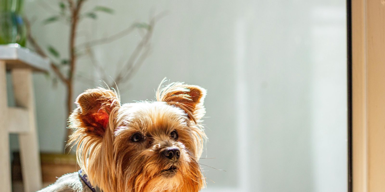 Complete Information About Yorkie Poo Dogs