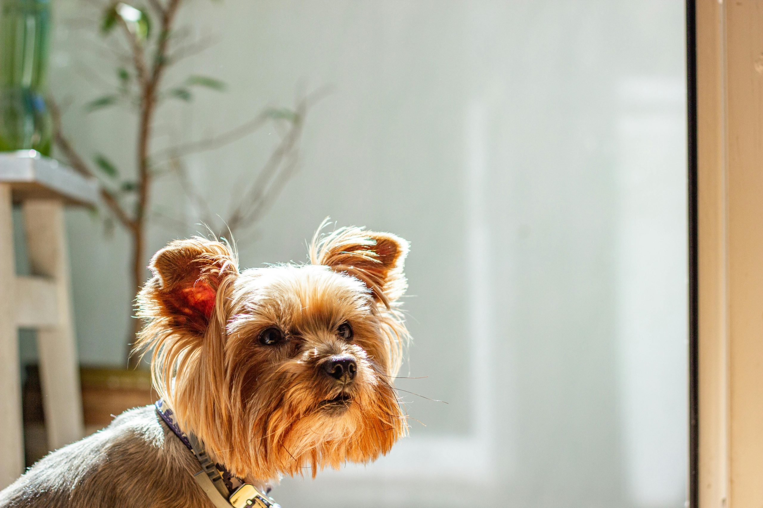 Complete Information About Yorkie Poo Dogs